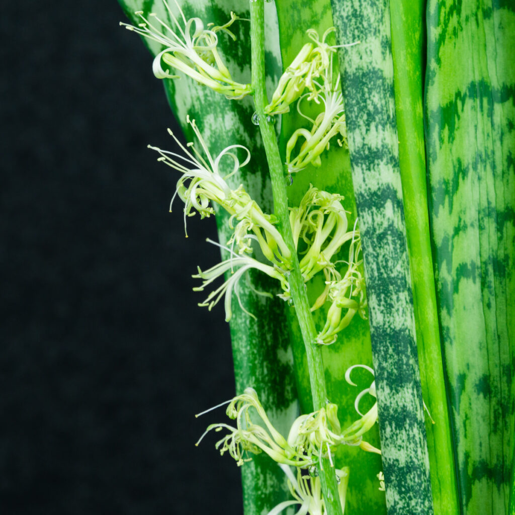 【観葉植物】ゴムの木フィカスの花言葉は怖い？縁起は良いの？お祝いのプレゼントににオススメの植物 ネペ吉のブログ 観葉植物